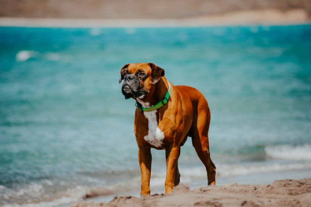 Canet-en-Roussillon : plage avec chien, hors saison 2026